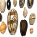 20 Different Species of Olive Shells for Collection With Identification ...