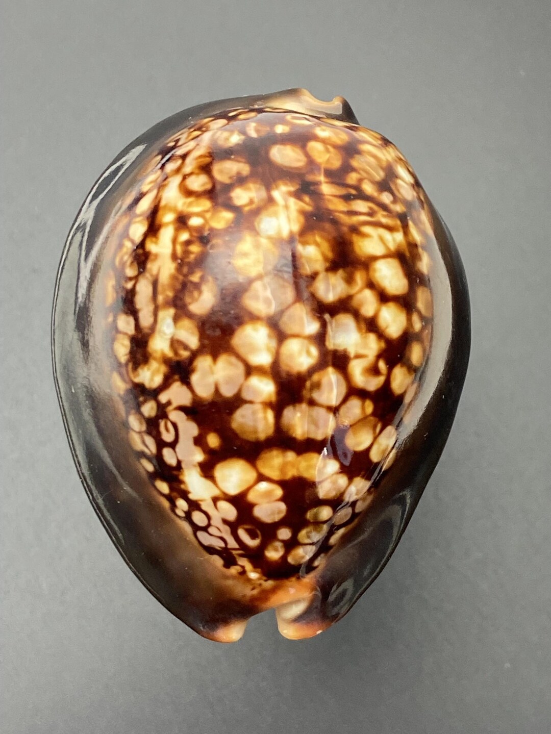 Large Black Humpback Cowrie Philippines Shell Sea Maritime Beach # ...