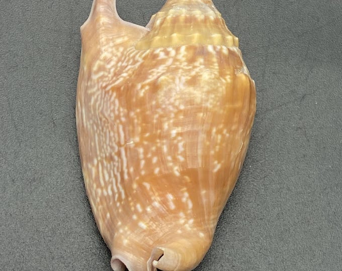 Bubble Conch #strombus Bulla# Beautiful Colored Aperture #1510 Exotic ...