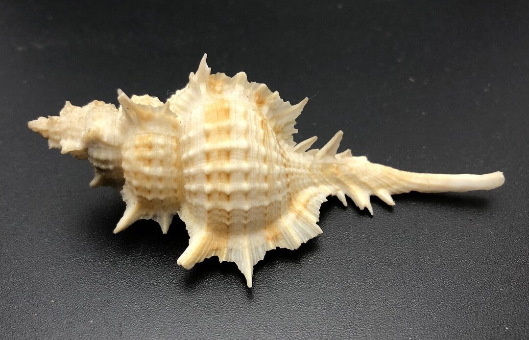 Murex Siratus Beauii Brazil Shell Sea Maritime Beach Triton Natural ...