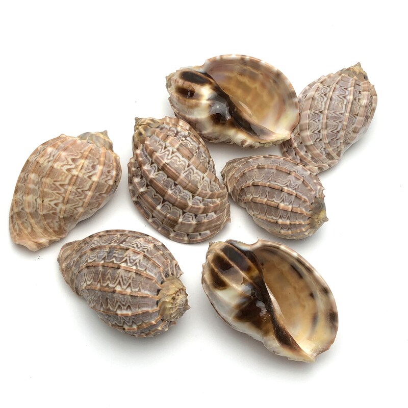 Shell Collector - Etsy