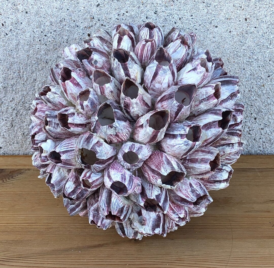 Barnacle Ball 20 Cm Helmet Snail Shell Horn Sea Maritime Beach - Etsy
