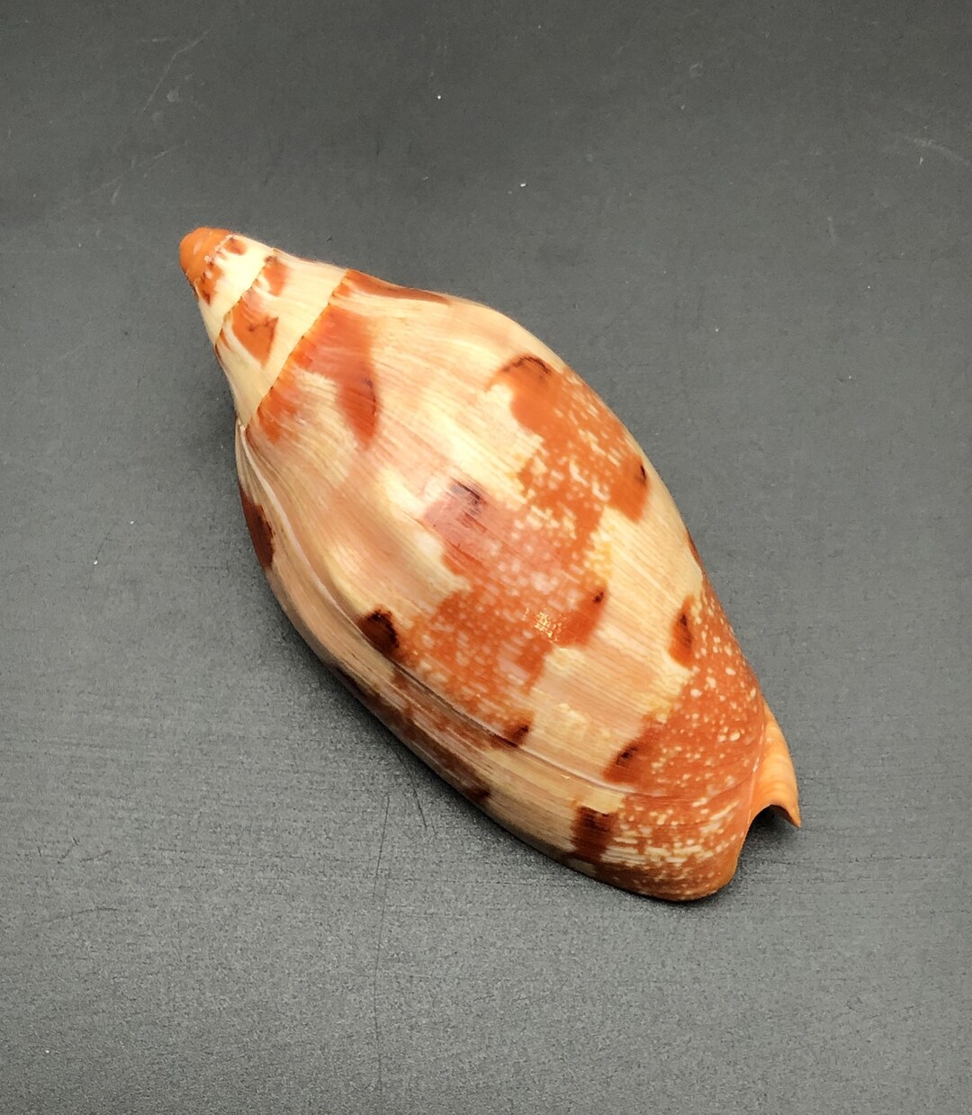 Ultra Rare Voluta Palawanica #1237 Sea Ocean Beach Collectors Shell Top ...