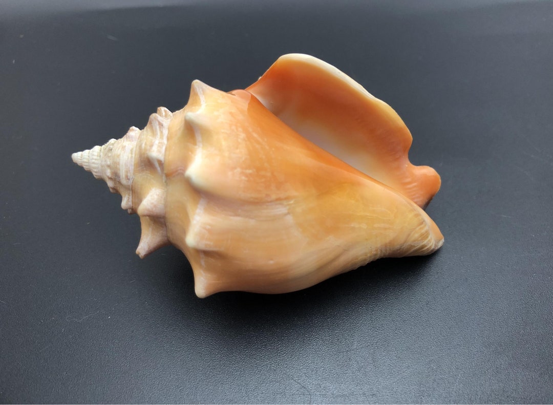 Red Fencer Conch 7.5 Cm Venezuela Shell Sea Maritime Beach Coral ...