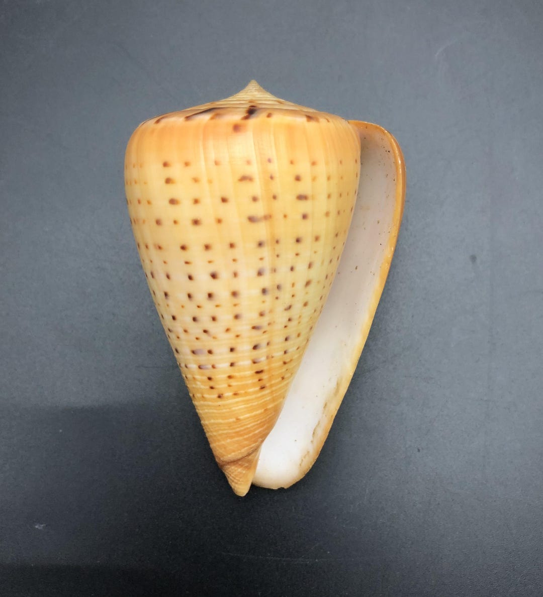 Rare Subspecies of Cone Shell From Madagascar #conus Betulinus Zulu# 8 ...