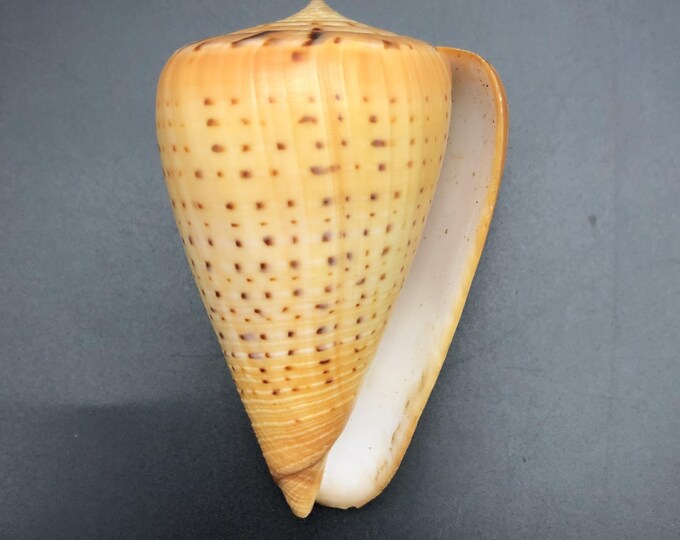 Rare Subspecies of Cone Shell From Madagascar #conus Betulinus Zulu# 8 ...
