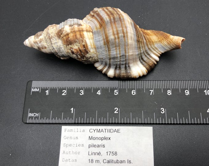 Atlantic Triton -cymatium Pileare- Sea Shell Maritim Beach Cowrie #5061 Collector Shell Coral ...