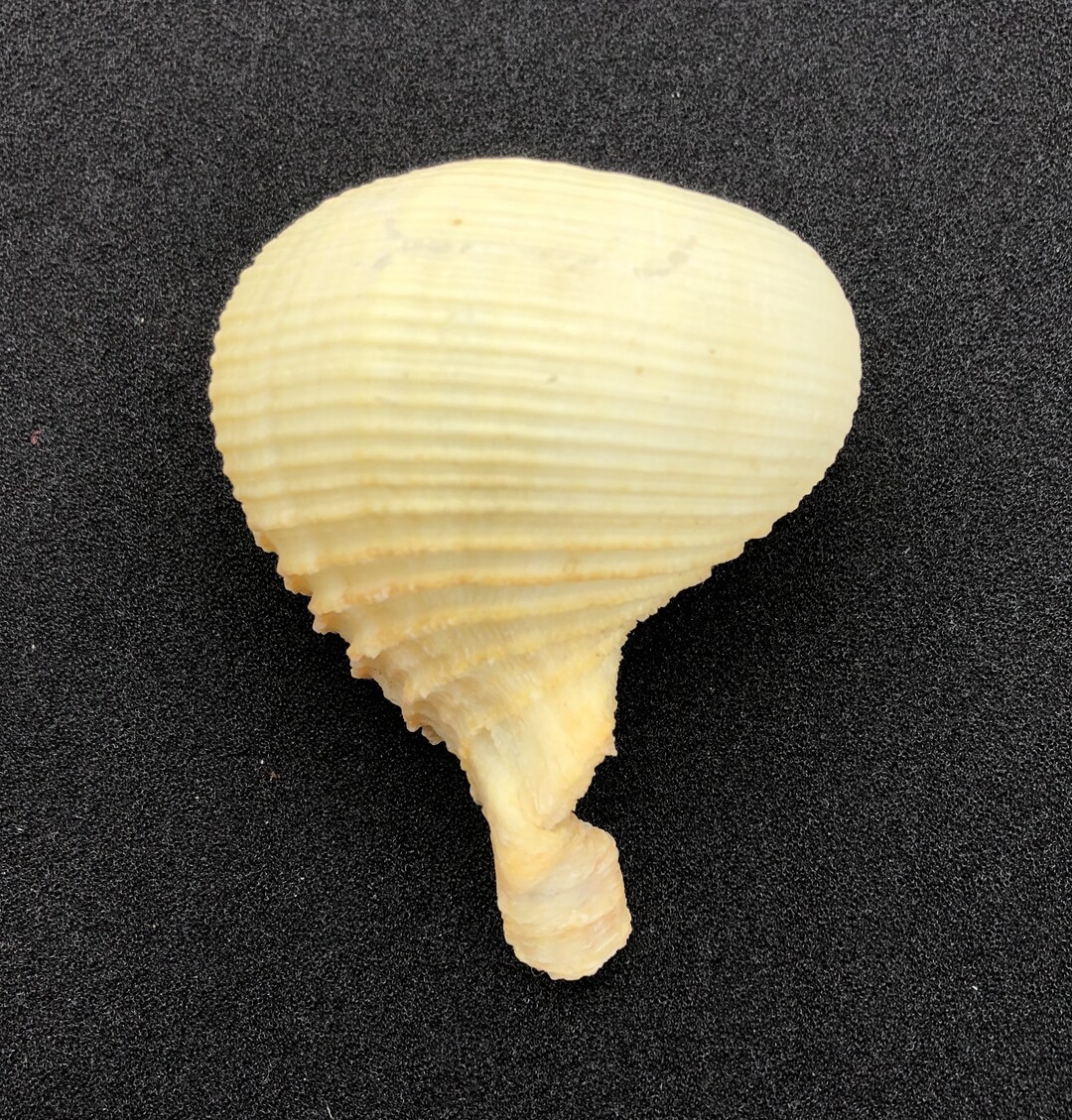 Unsual Shell Bubble Turnip #1115 Rapa Rapa Masbate Ocean Shell Beach ...