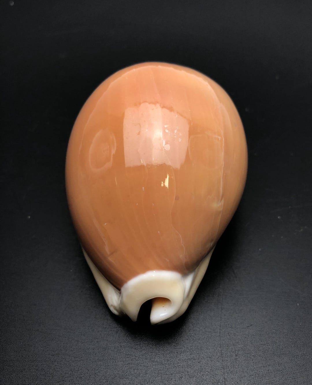 Rare Golden Cowry Cypraea Aurantium 83 Mm 1229 Philippines Shell ...