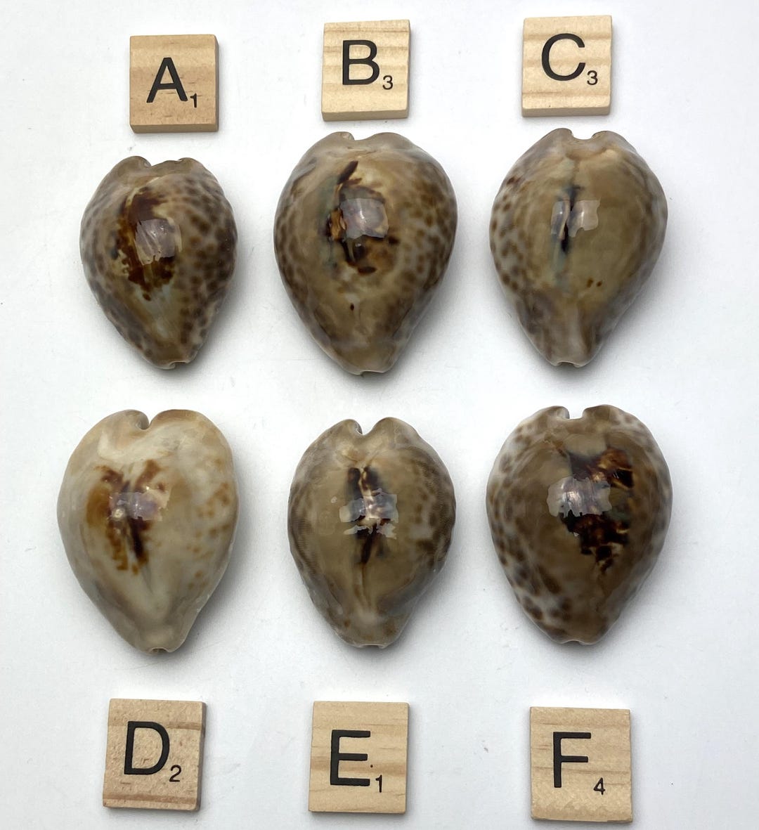 From Oman #cypraea Teulerei# Rare Cowrie Collector Shell Coral Ocean ...