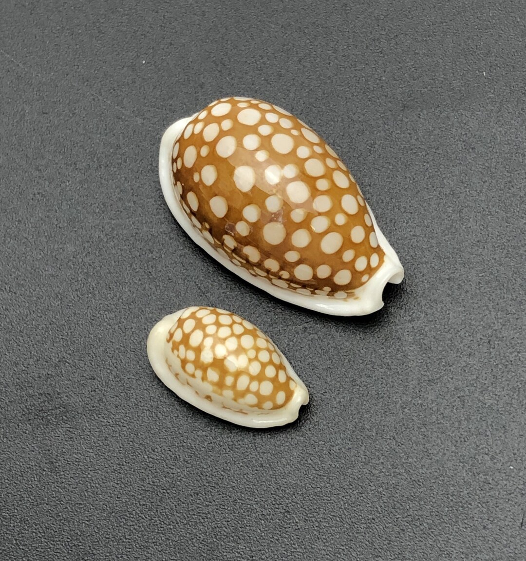 Large and Small Sieve Kauri From the Philippines Shell Sea Maritime ...