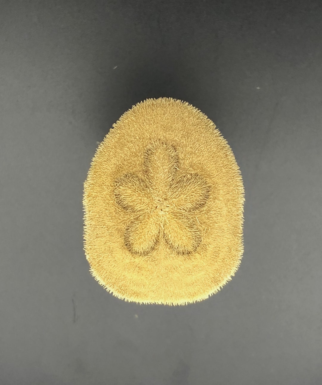 Uncommon Sea Urchin With Spines: Clypeaster Humilis Philippines 5 Cm ...