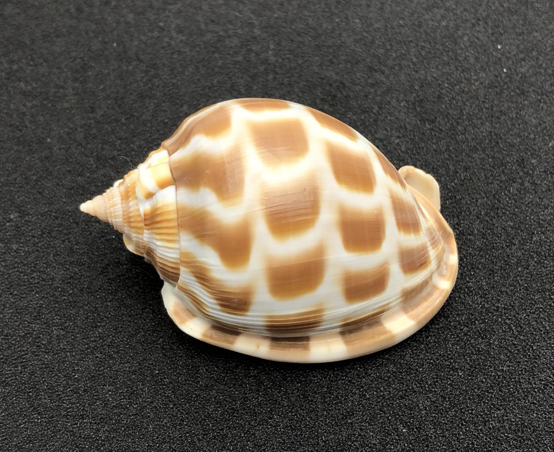 Checkerboard Bonnet #1256 Sea Shell #phalium Areola# Cowries Beach ...