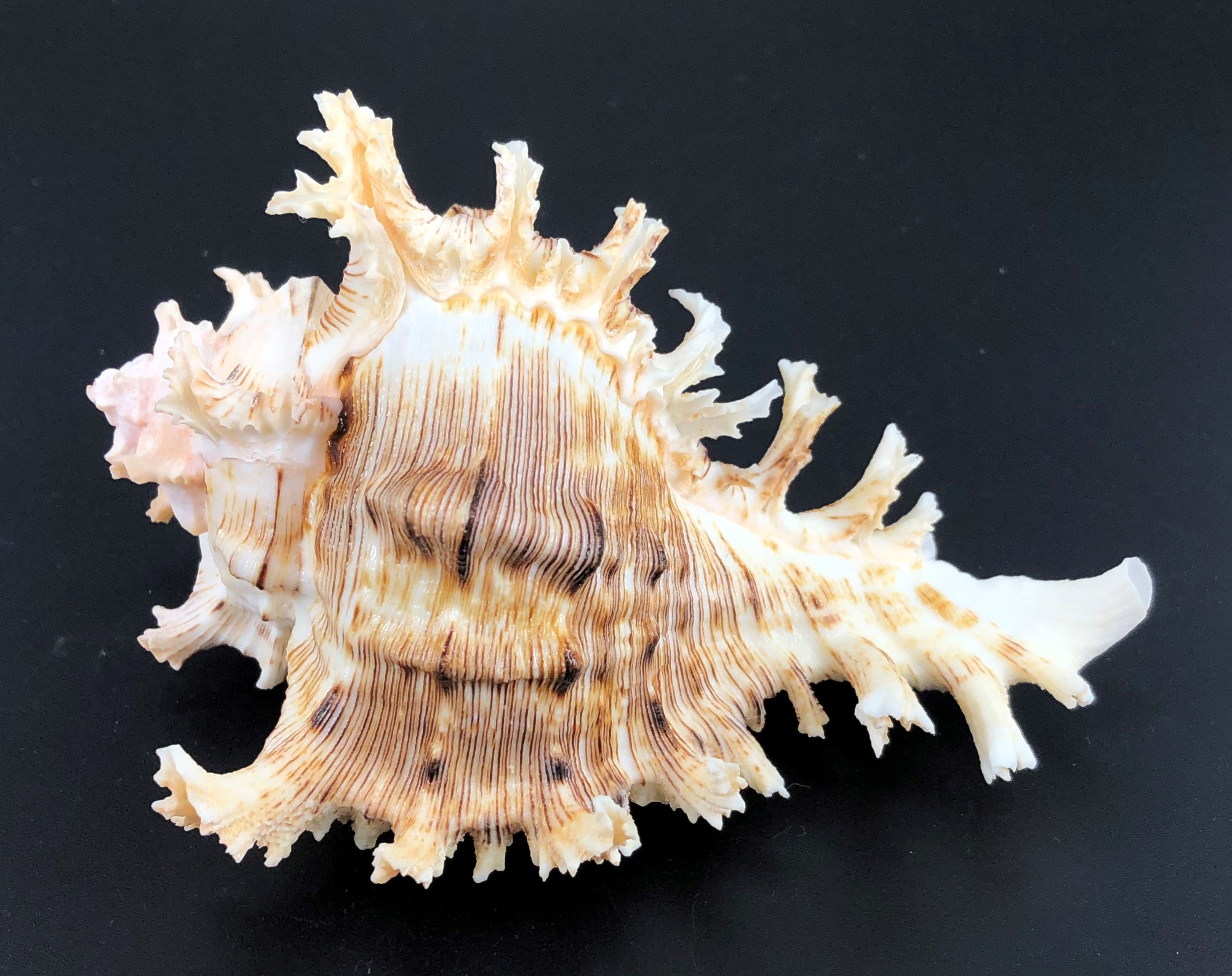 Murex Ramosus 10 Cm Philippines Shell Sea Maritime Beach - Etsy UK