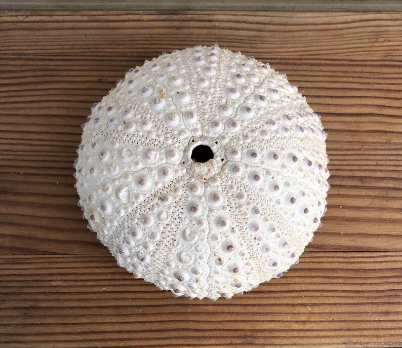 Rare Sea Urchin #stomopneustes Variolaris# Collectors Quality Beach ...