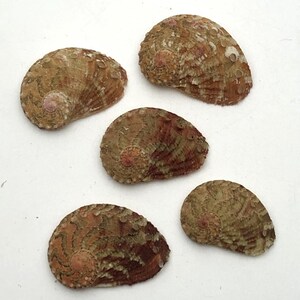 5 Mini Abalone Shells #haliotis Clathrata# Iridescent Shell Opal of the ...