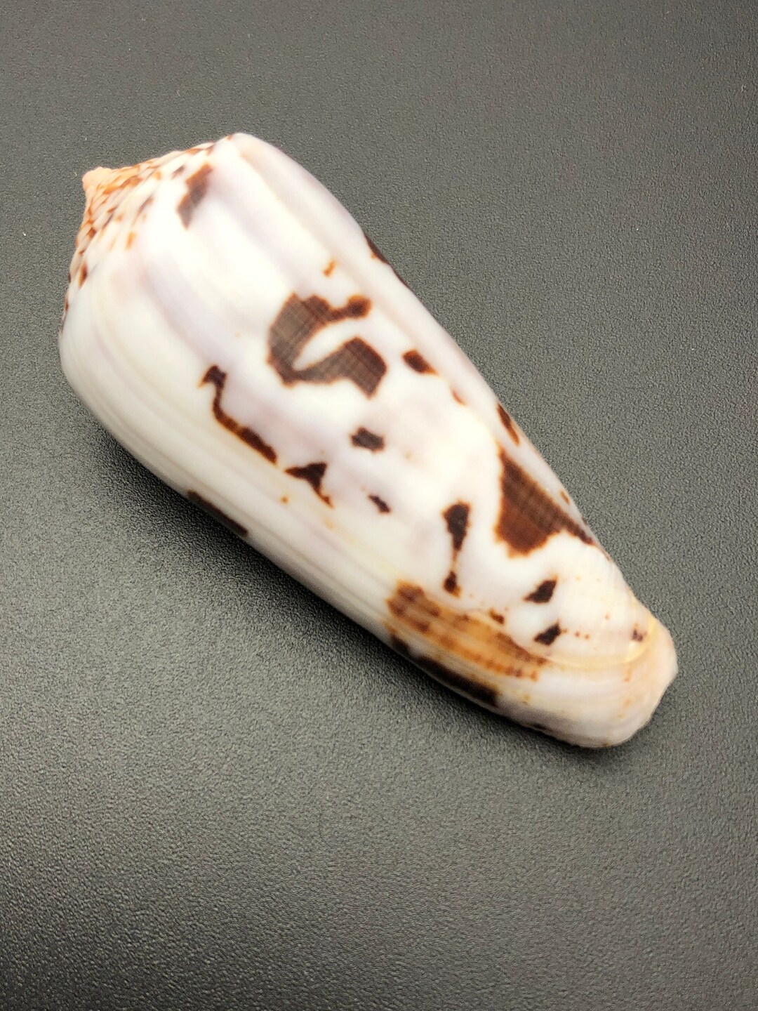 Rare Governor Cone From Madagascar Maritim Beach Triton Shell 1083 ...