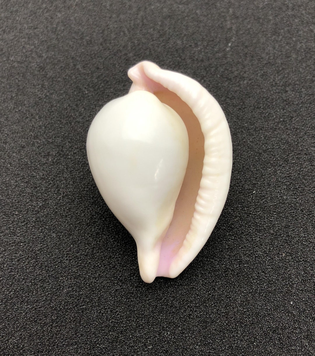 Pink-mouth Ovula Shell Philippines #ovula Costellata# Maritim Beach Egg ...