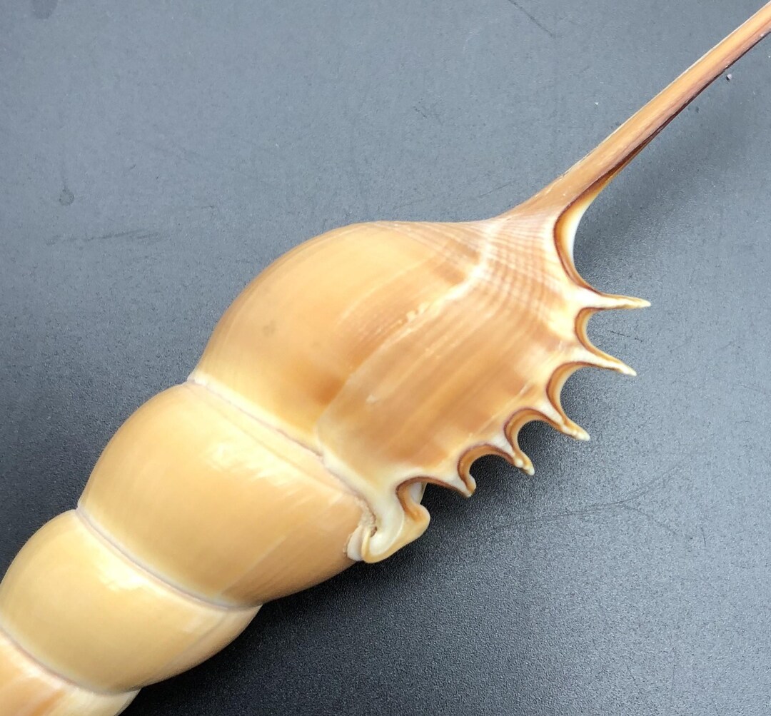 The True Spindle Conch #tibia Fusus# Shin-bone Tibia Maritim Beach ...