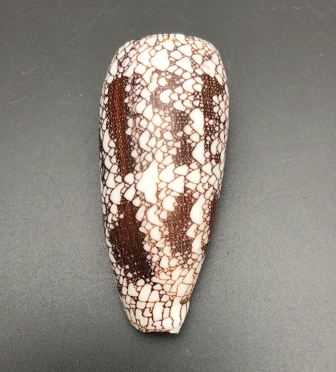 Large Omaria Cone Shell Conus Philippiines Beach Maritime Coastal Decor ...