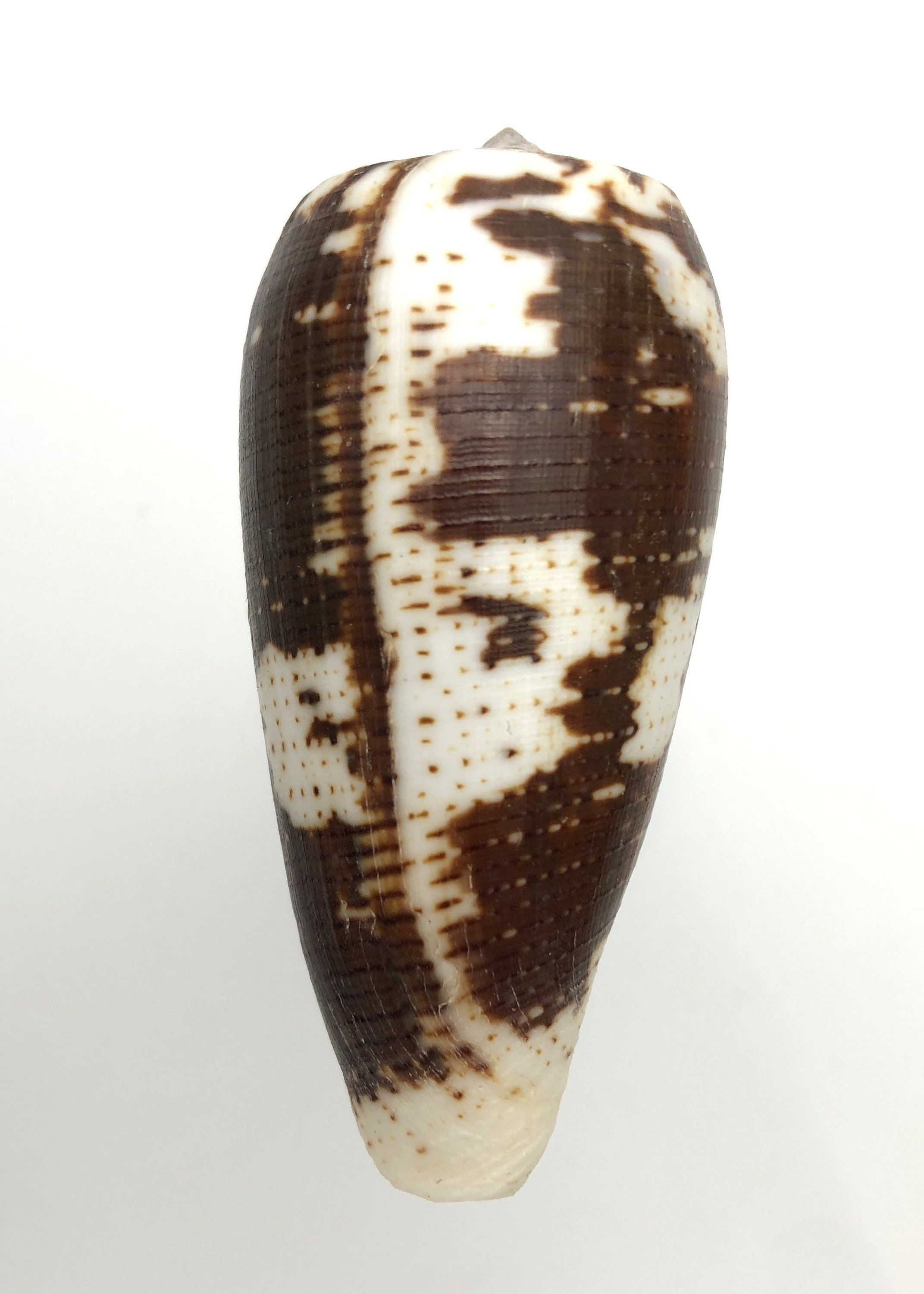Magus Cone From the Philippines Maritim Beach Triton Shell 108 ...