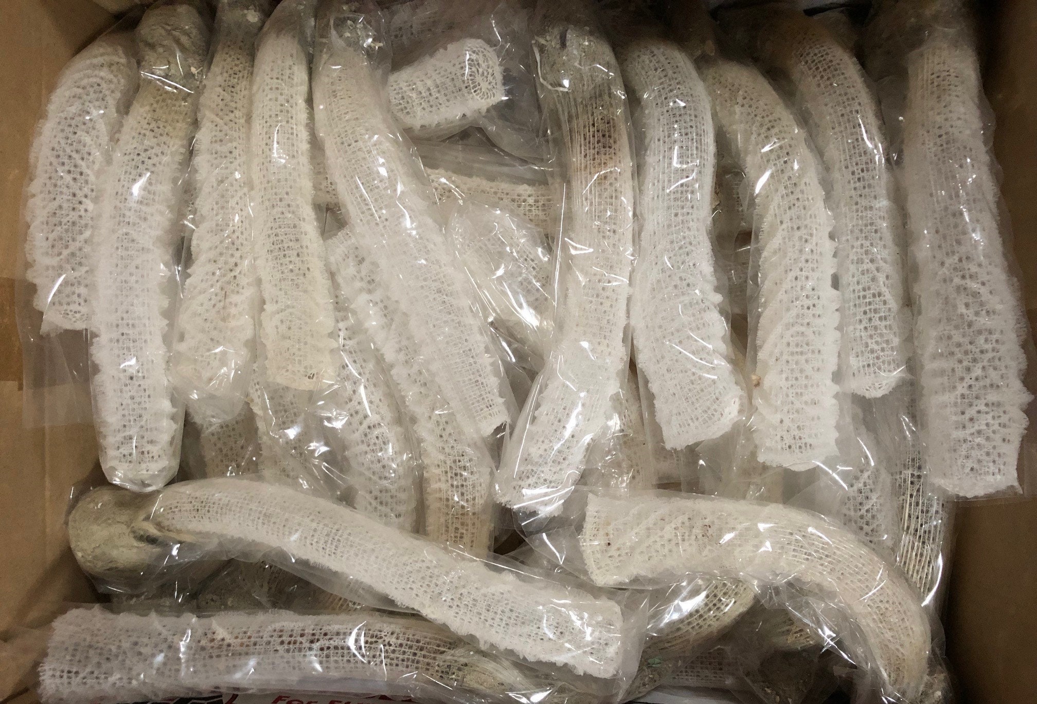 30 Venus Flower Basket Shell Euplectella Aspergillum Sea Maritime Beach ...