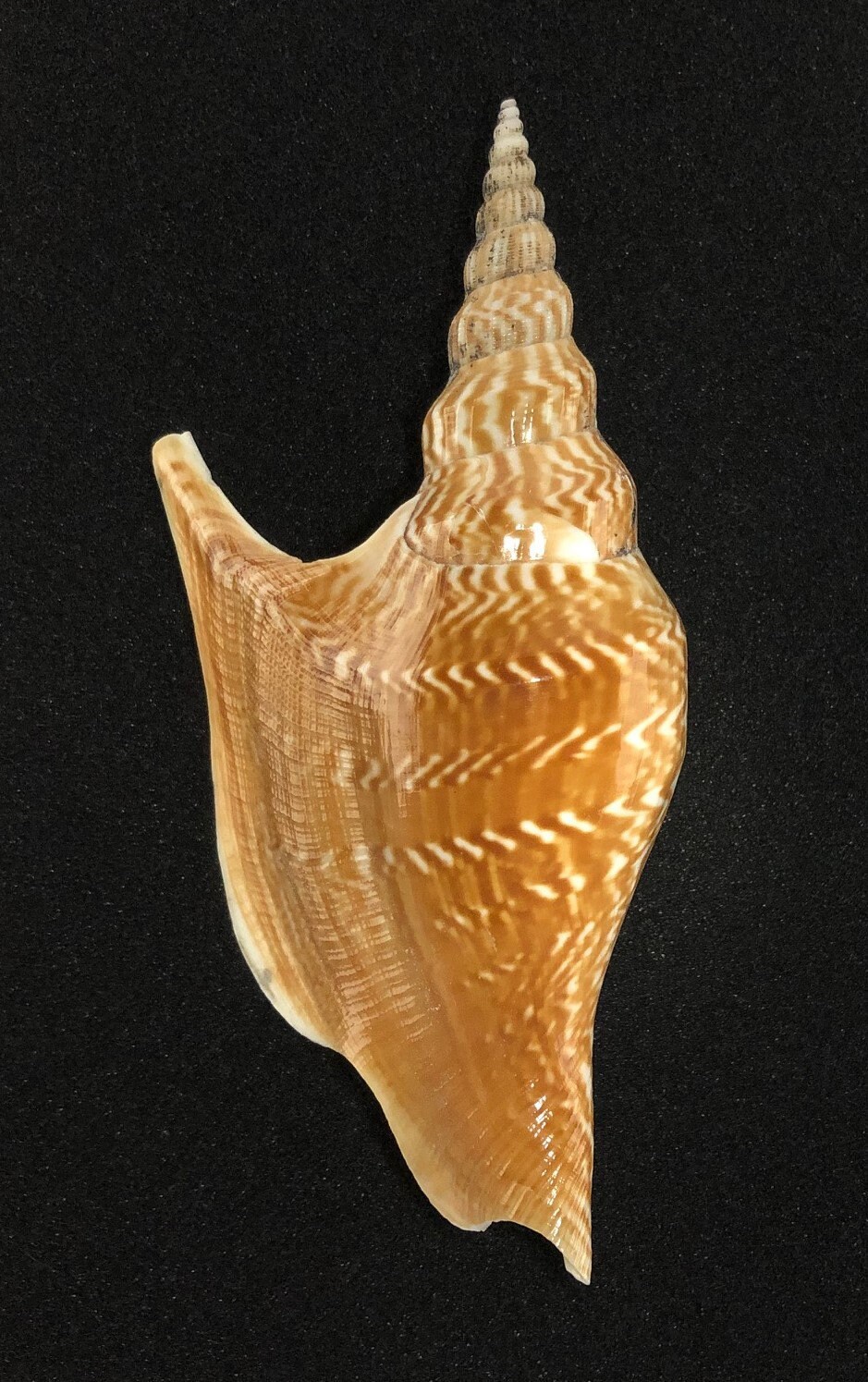 Strombus Listeri Collectors Shell Maritim Beach #1066 Elegant Shape - Etsy