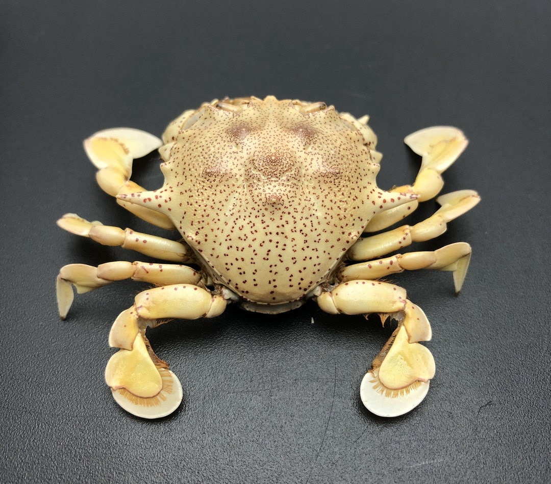 Spotted Moon Crab Ashtoret Lunaris Preserved Crab Taxidermy Crab Art - Etsy
