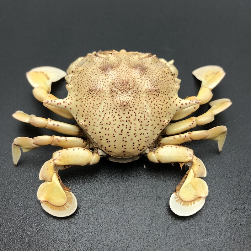 Crab Ashtray - Etsy