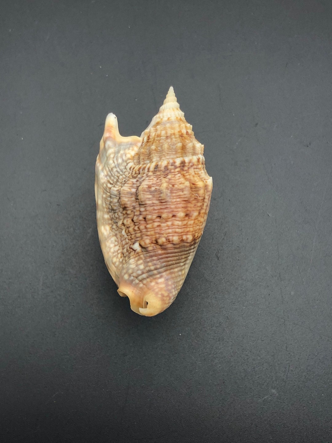 Bubble Conch Strombus Bulla Beautiful Colored Aperture #1158 Exotic ...