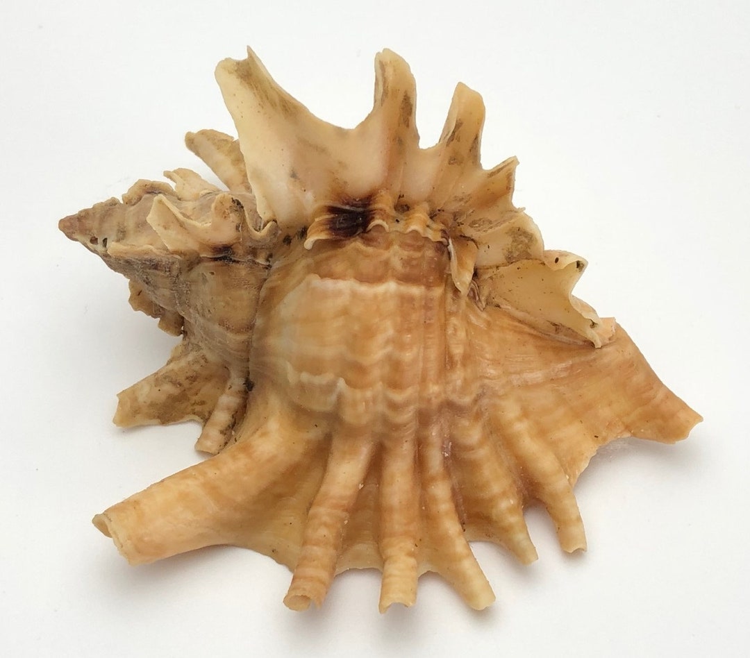 Murex Burnetti From Korea 1026 With Operculum Kauri Cowries Triton ...