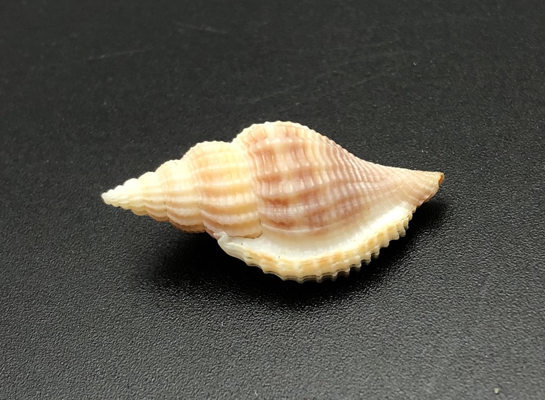 Mini Shell Netted Tibia 1245 Sea Shell varicospira Crispata Cowries ...