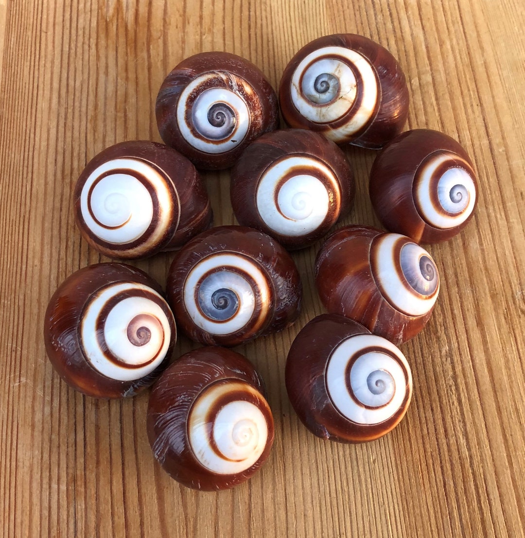10 Shells Craft Material Land Snails, 2.5 to 3 Cm, DIY, Maritime ...
