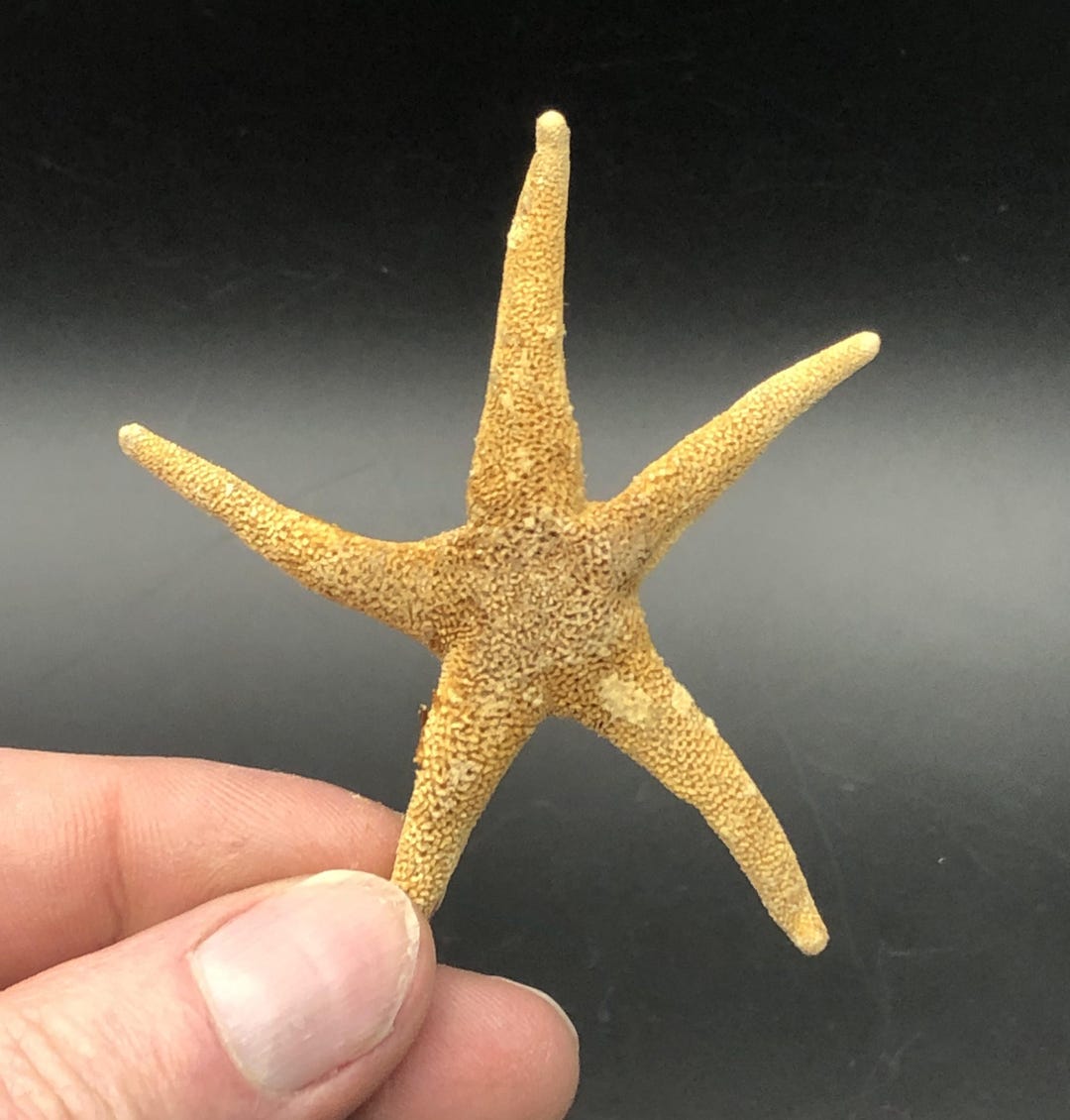 Rare and Unknown Starfish Collector Starfish Center Piece Coastal Decor ...