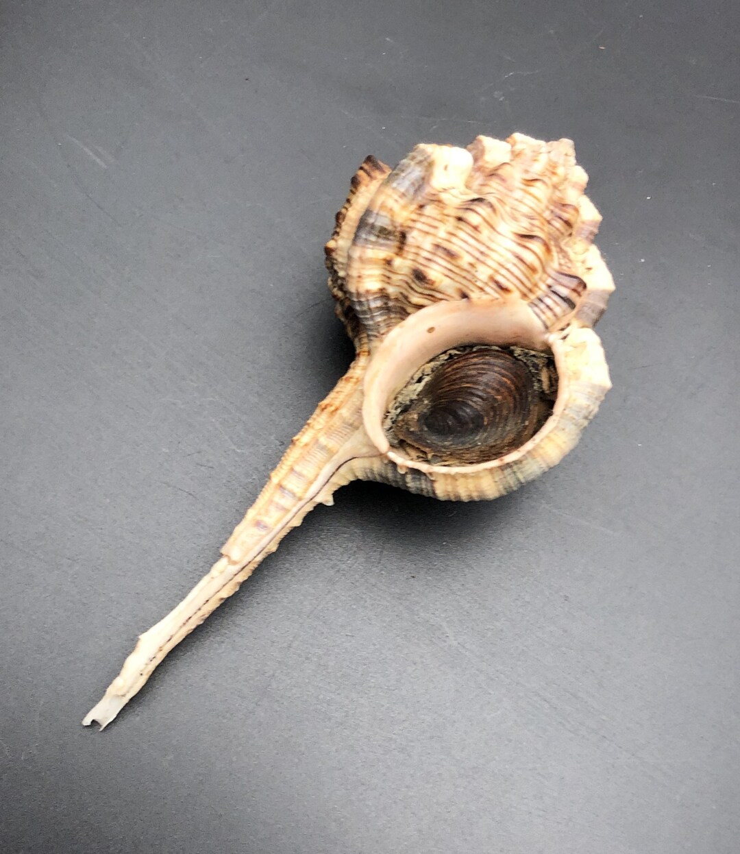 Snipe's Bill Murex With Operculum #1239 Philippines Shell Maritim Beach ...