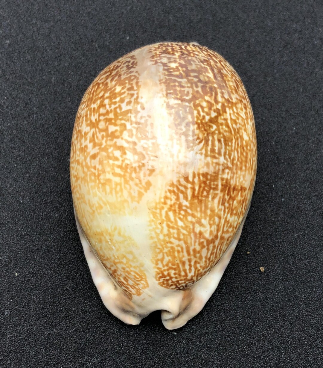 Rare Color Variation in Cypraea Arabica Immanis Madagscar Shell Beach ...