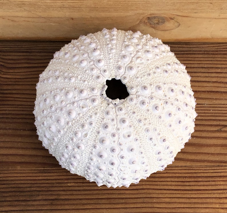 Rare Sea Urchin #stomopneustes Variolaris# Collectors Quality Beach ...