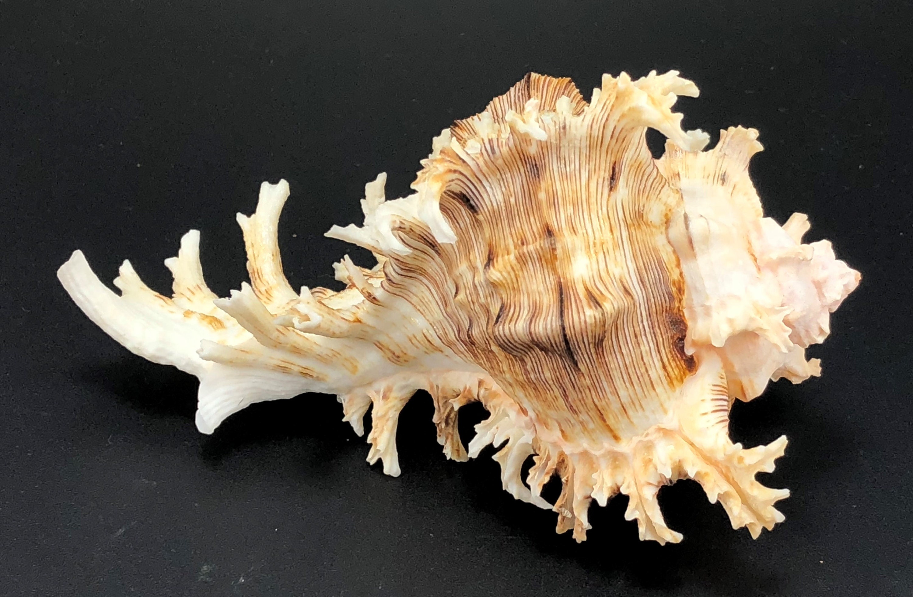 Murex Ramosus 10 Cm Philippines Shell Sea Maritime Beach - Etsy UK
