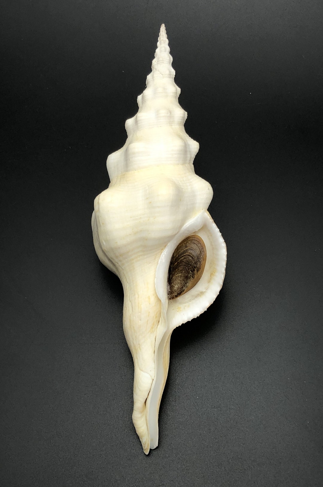 Wavy-edged Spindle Shell Fusinus Undatus Maritim Beach Triton Shell #11 ...