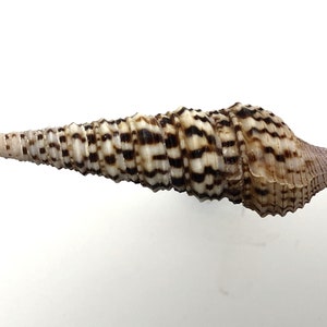 Turris Nadaensis 60 Mm Philippines Beach Cowrie Sea Shell #1093 - Etsy