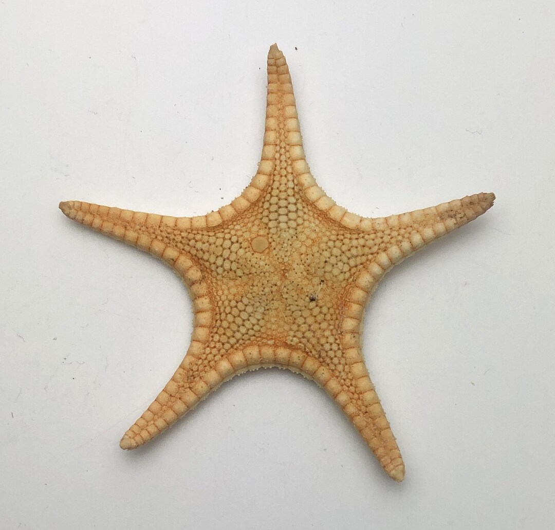 Rare Deepsea Starfish #anthenoides Tenuis# Collector Starfish Center ...