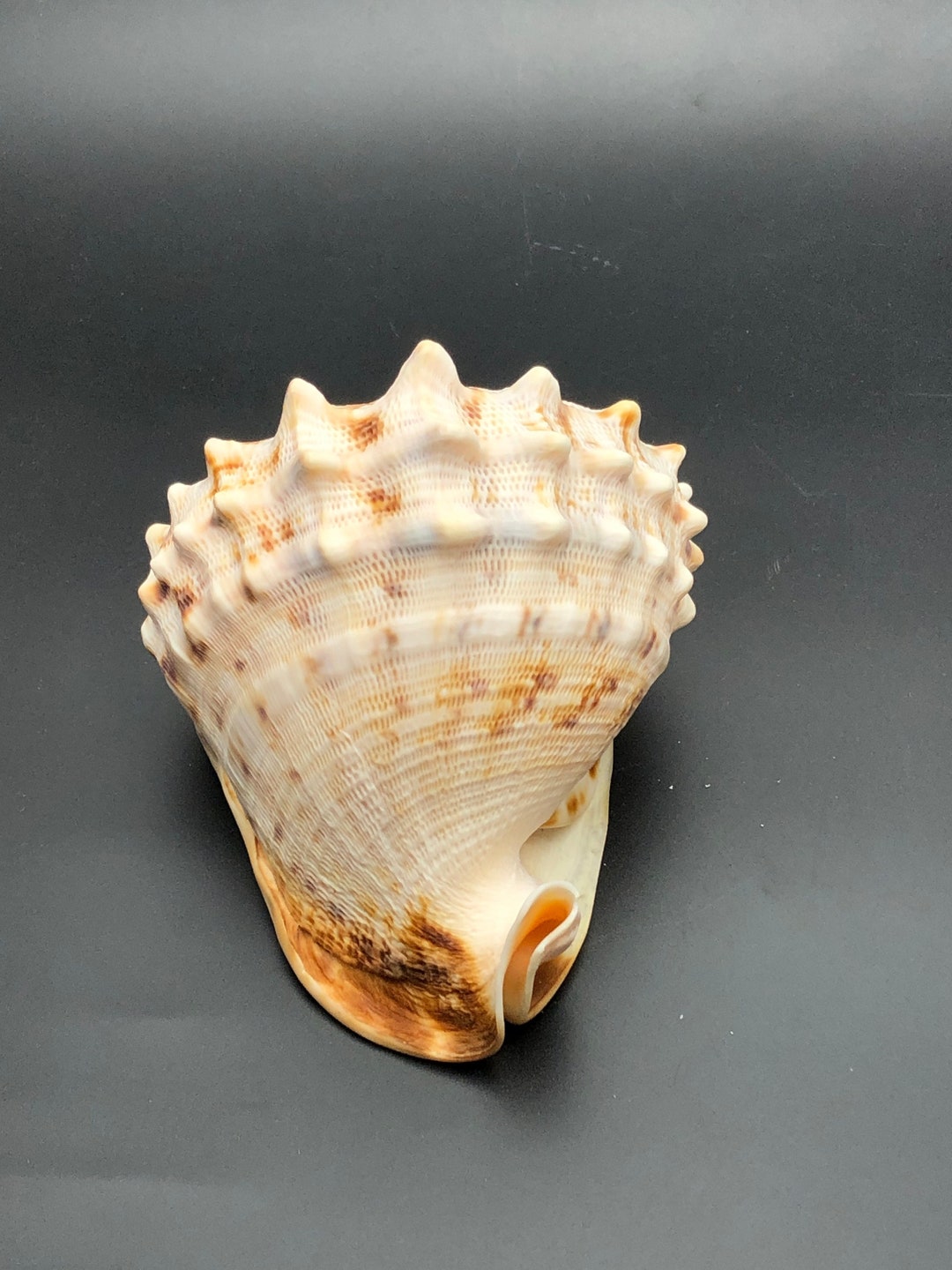 Freak of Nature Cassis With Unusal Horns S004 Cassis Cornuta 125 Mm 5 ...