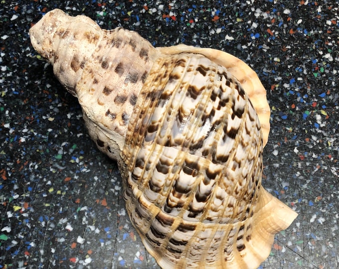 Triton Blowing Horn Conch 36 Cm #S016 Seashell Horn Shell Trumpet ...