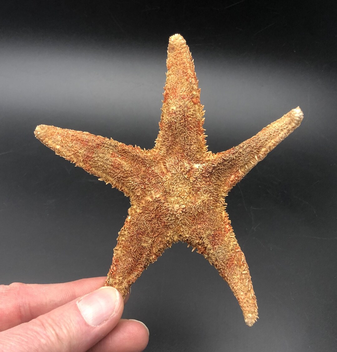 Rare and Unknown Starfish Collector Starfish Center Piece Coastal Decor ...