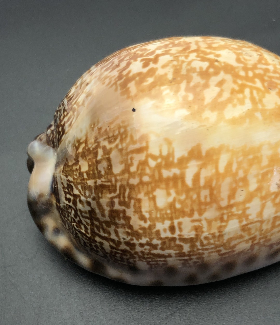 Rare Color Variation in Cypraea Arabica Immanis Madagascar Shell Beach ...