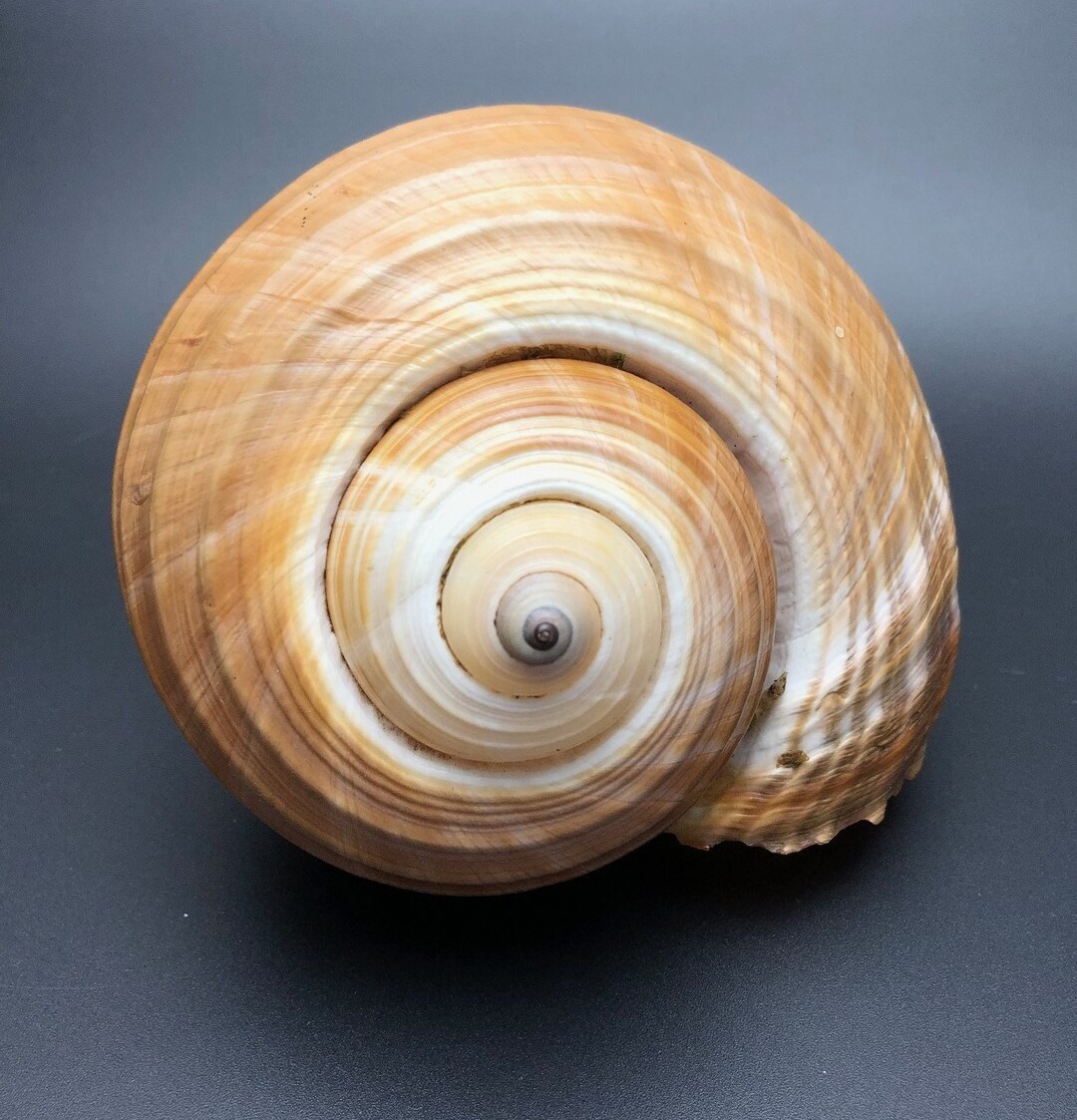 Barrel Snail 16 Cm Shell Trumpet Sea Trumpet Triton S005 - Etsy