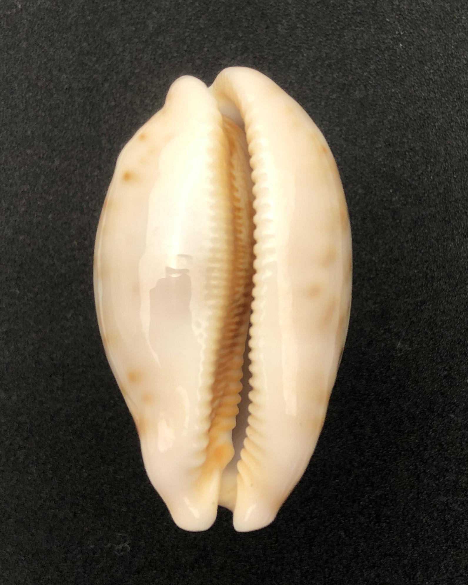 Dwarf Map Cowry Indo-pacific Ocean Shell Beach Cypraea Mappa #1424 ...