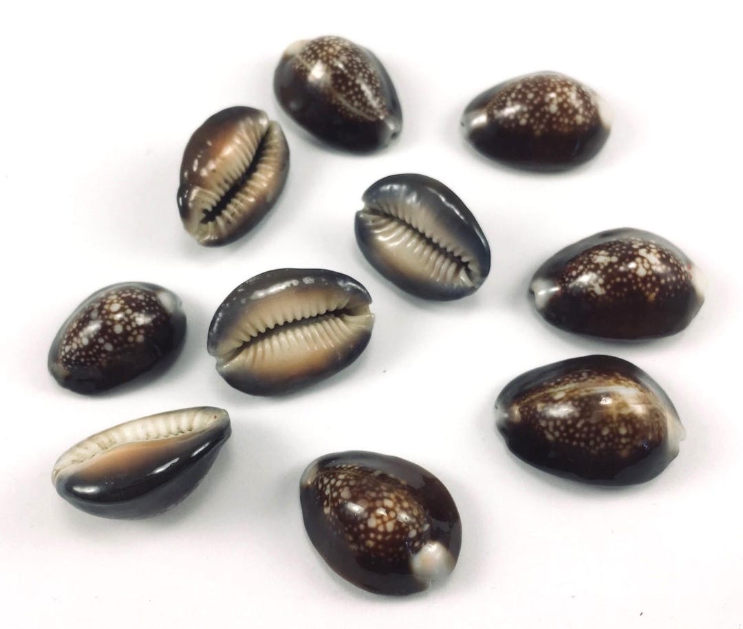 50 Snakehead Cowries Craft Shells DIY Cypraea Caputserpentis 3 Maritime ...