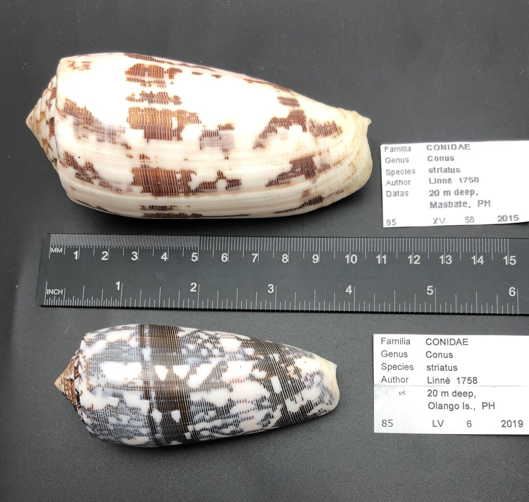 2 Cone Shell Different Size and Color Conus Striatus Sea Maritime Beach ...