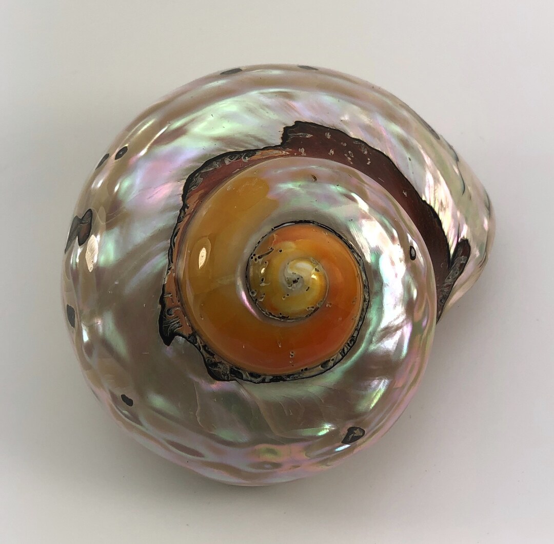 Big Size South African Turban Shell for Hermit Crabs Aperture 4 Cm = 1. ...